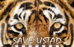 Save T 24 Ustad Tiger Of Ranthambore From Captivity | BhaviniOnline.com