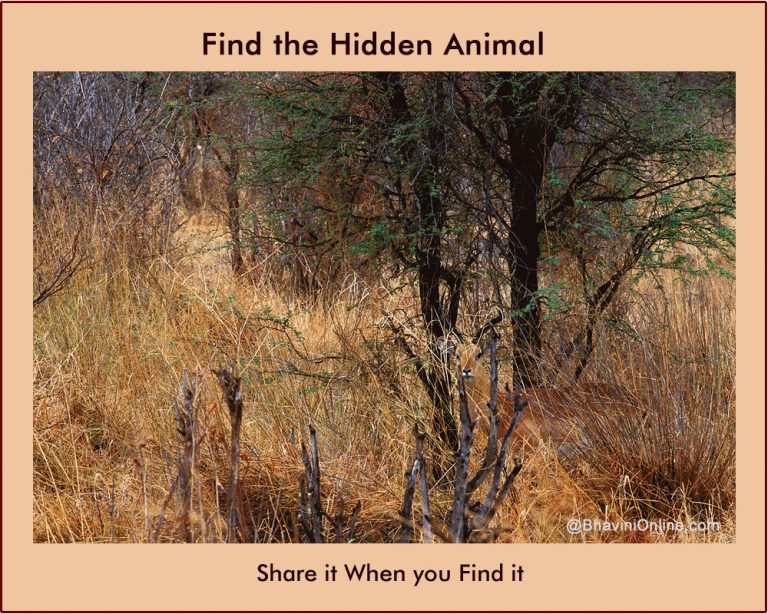 Picture Riddle: Find the Animal Hidden in The Forest | BhaviniOnline.com
