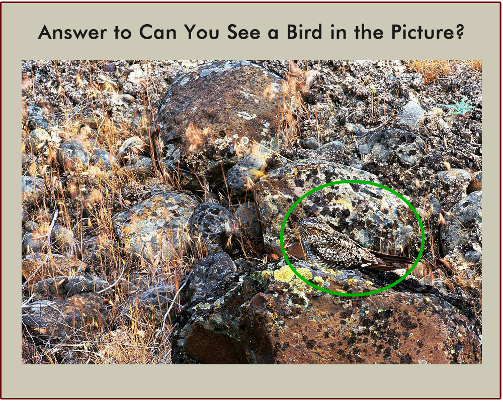 Fun Picture Riddle: Find the Bird Hidden in The Photo | BhaviniOnline.com