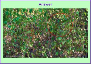 Picture Riddle: Find the Animal Hidden in The Photo | BhaviniOnline.com