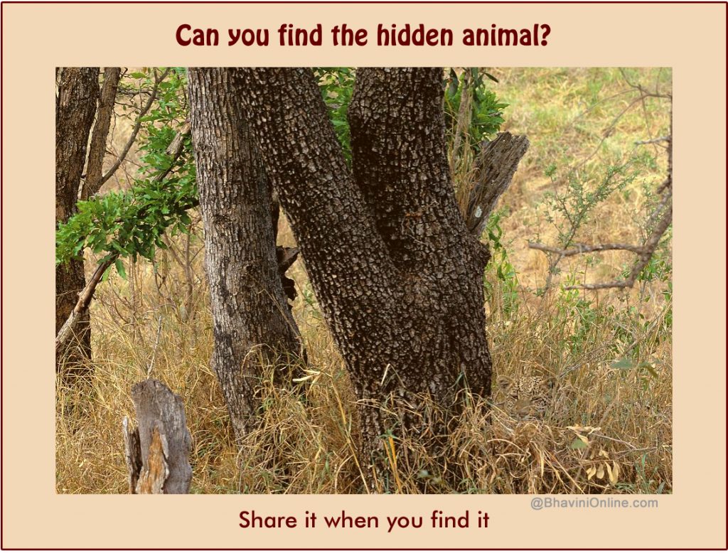 Picture Riddle: How Long Did it Take you to Find the Hidden Animal in ...