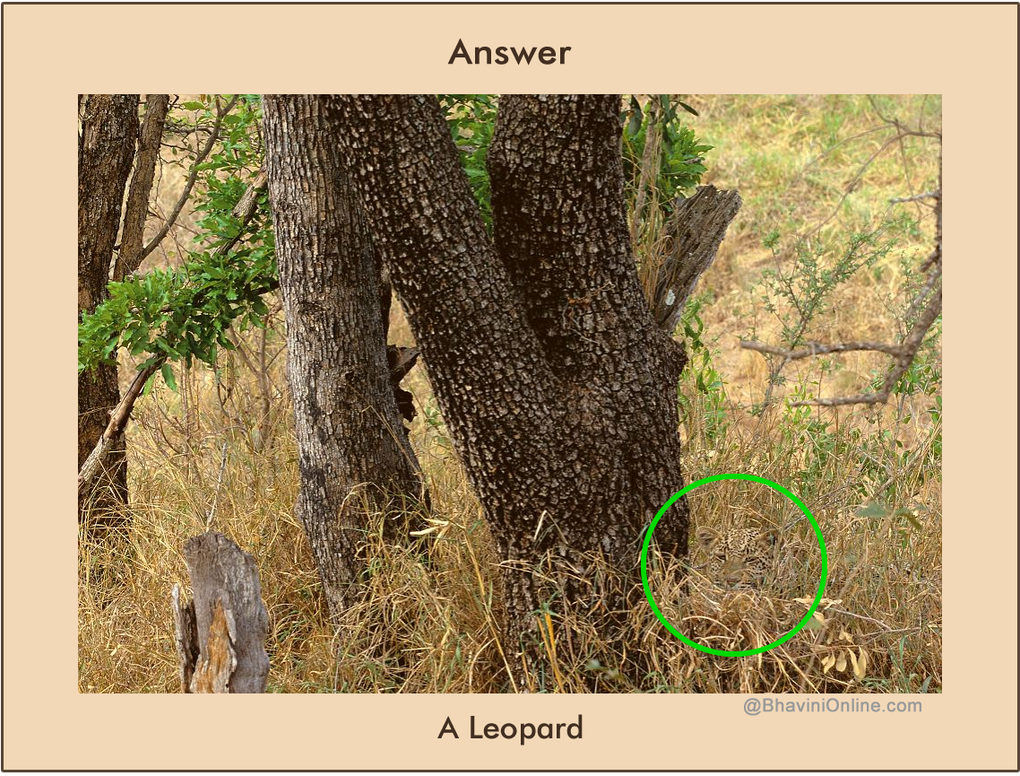 Picture Riddle: How Long Did it Take you to Find the Hidden Animal in ...