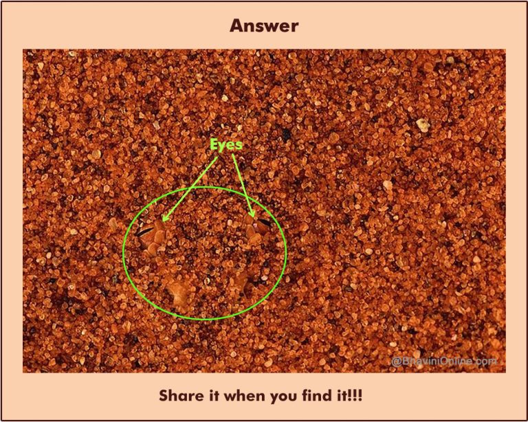 Picture Riddle: Can You Find Anything Hidden in this Photo ...