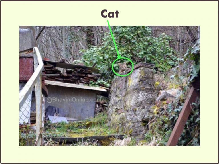 Picture Riddle: Find the Hidden Cat in the Image | BhaviniOnline.com