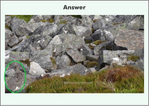 Picture Riddle: Find the Hidden Bird in The Photo | BhaviniOnline.com