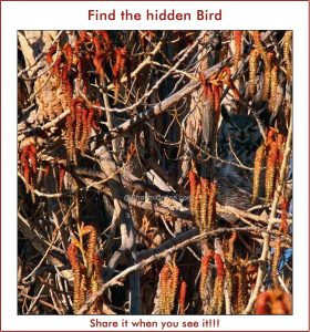 Picture Riddle: Spot the Hidden Bird in the Given Picture ...