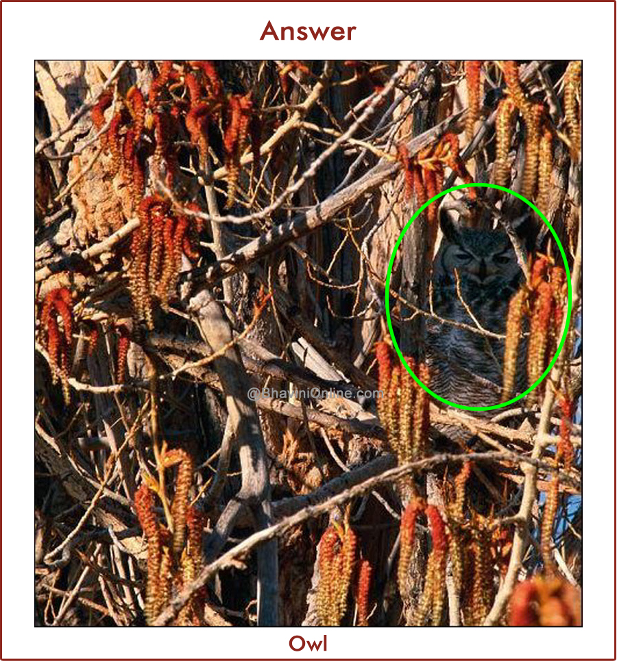 Picture Riddle: Spot the Hidden Bird in the Given Picture ...