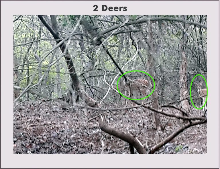 Picture Riddle: Find the Animals Hidden in The Photo | BhaviniOnline.com