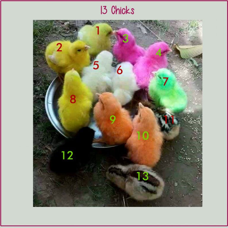 Picture Riddle: Count the Number of Chicks in the Given Photo ...