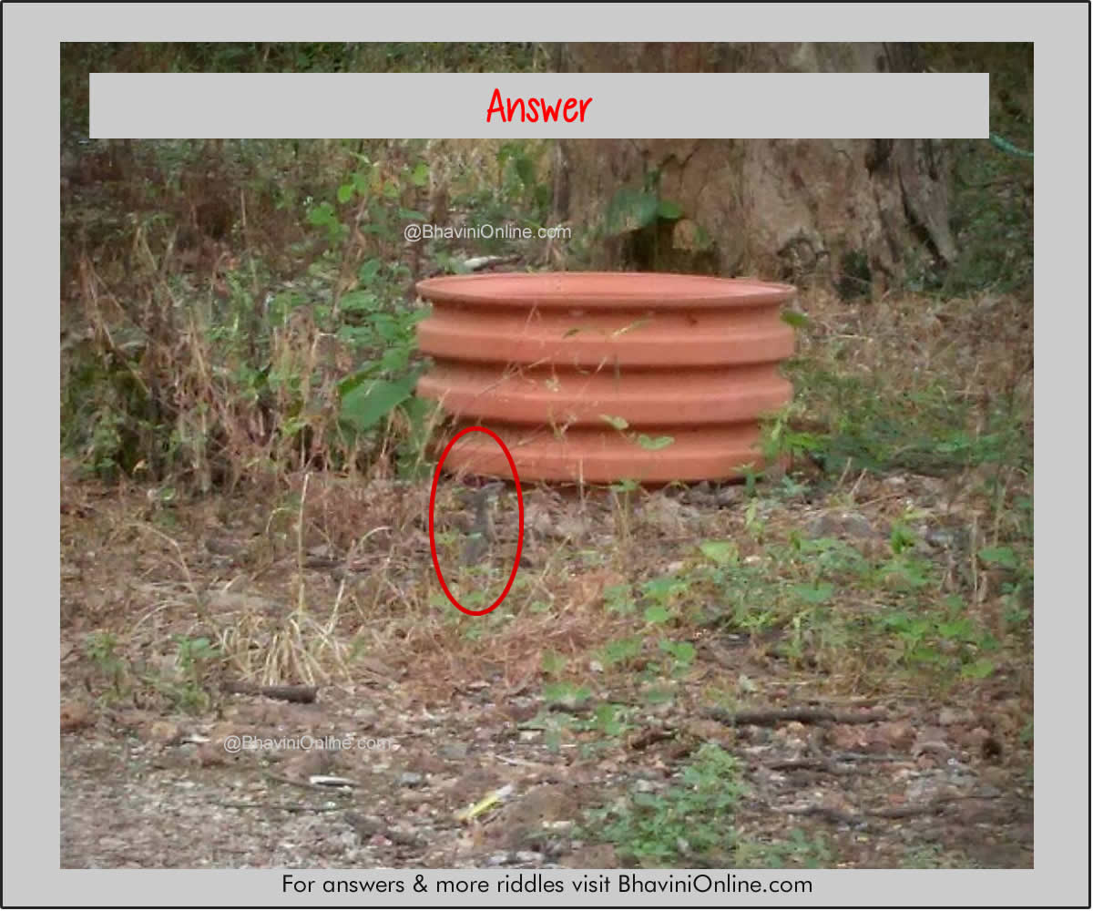Picture Riddle: Can You See a Lizard in the Given Photo ...