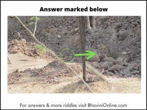 Picture Riddle: Can You Find the Leopard Hidden in this Photo ...